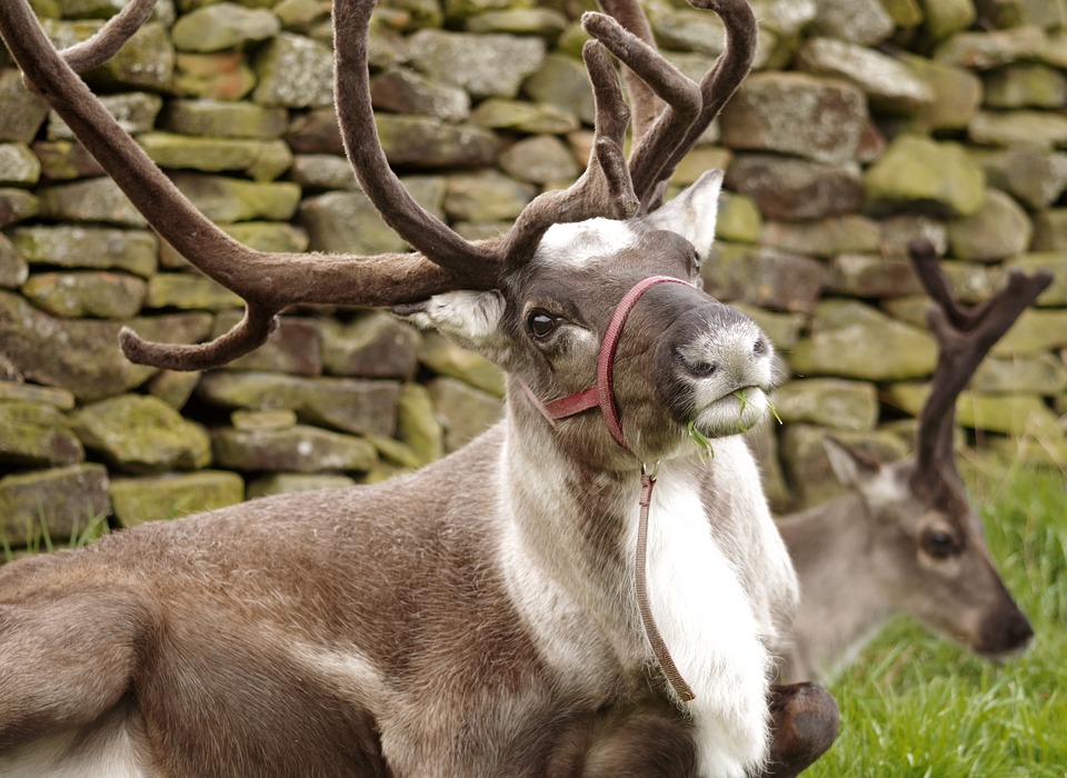 Episode 8: Santa's Favorite, The Reindeer - All Creatures Podcast